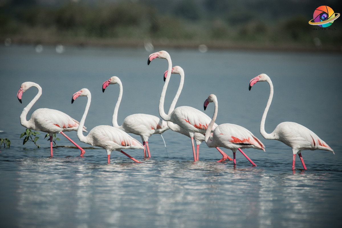 Flamingo watching & Photography trip - Masterpics.in - Photographer in ...